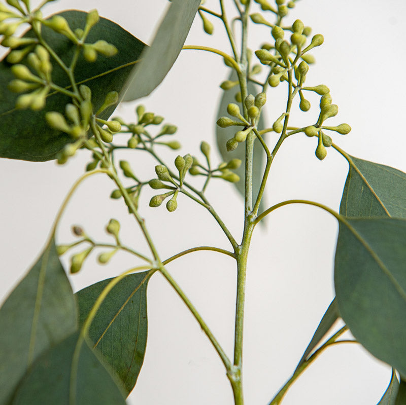 the power of australian botanicals. – Organic Ministry Skincare